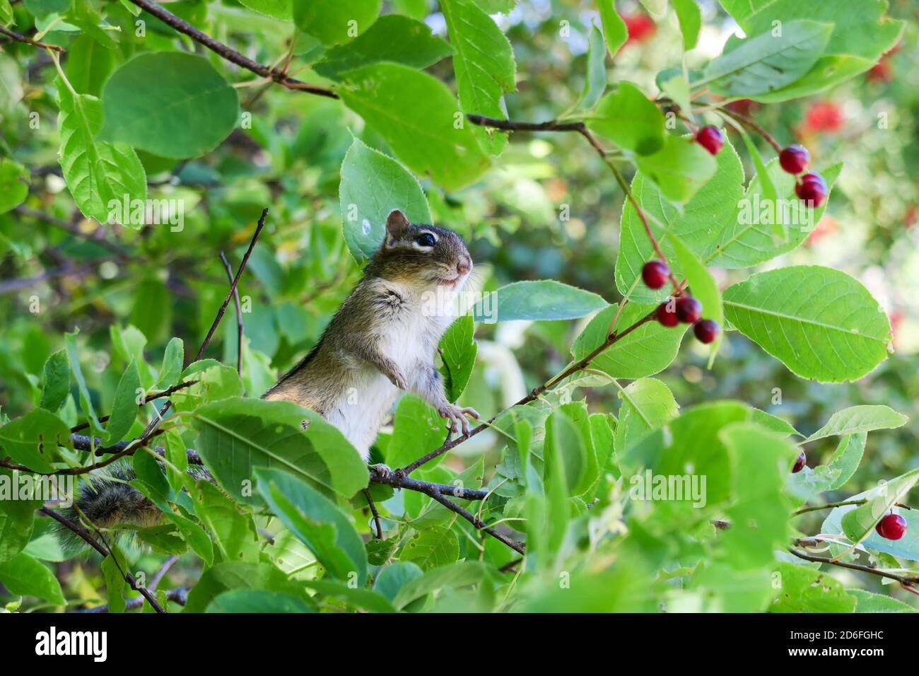View of a cute chipmunk on a tree branch Stock Photo - Alamy