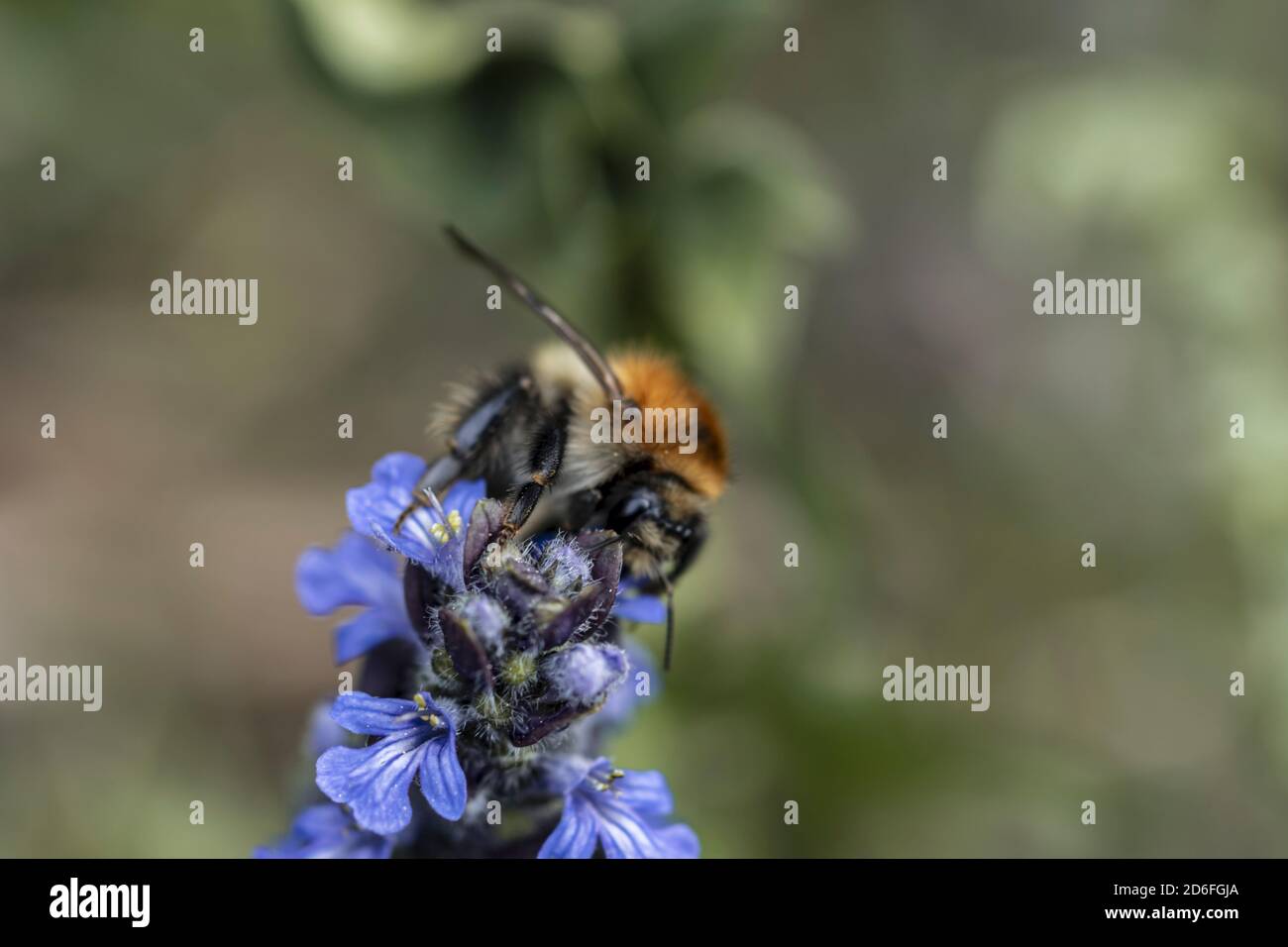 Creeping gunsel hi-res stock photography and images - Alamy