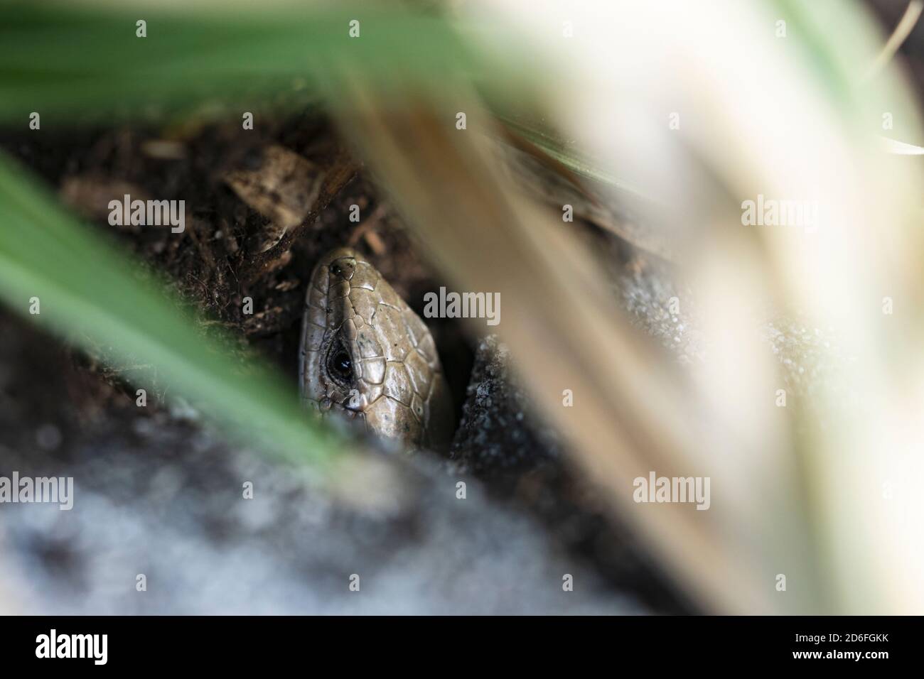 Lizards up close hi-res stock photography and images - Alamy