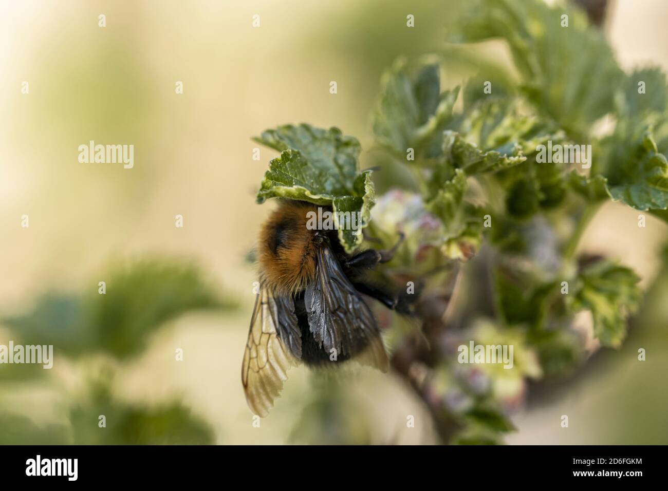 Tree bumblebee on a currant bush Stock Photo - Alamy