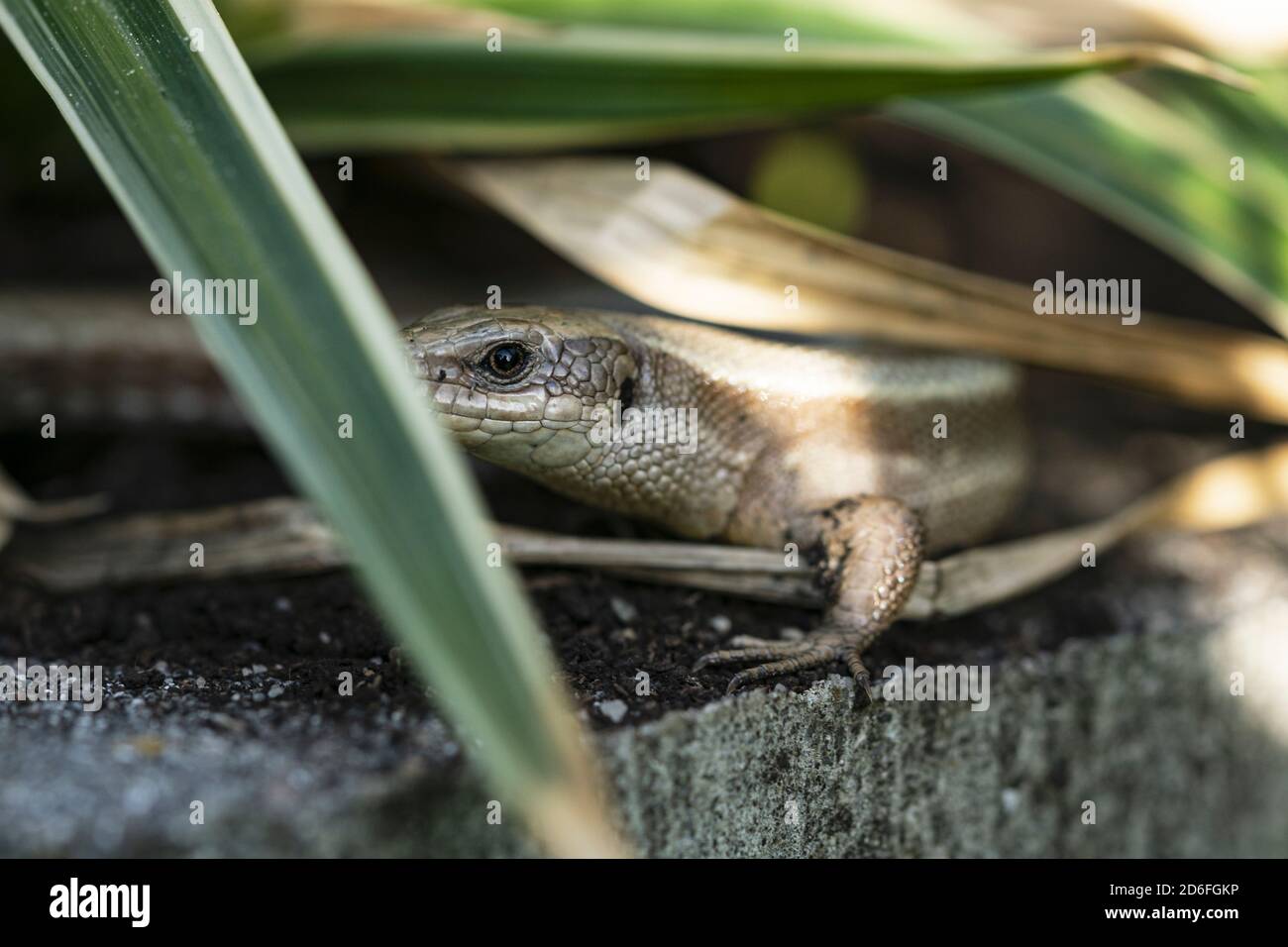 Lizards up close hi-res stock photography and images - Alamy