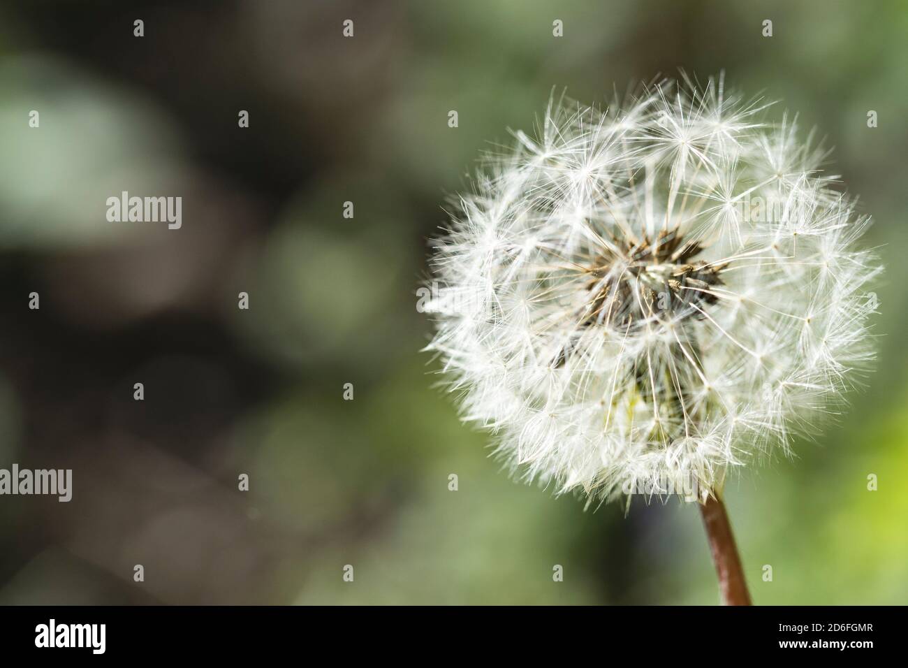 Bloomed dandelion in nature hi-res stock photography and images - Alamy