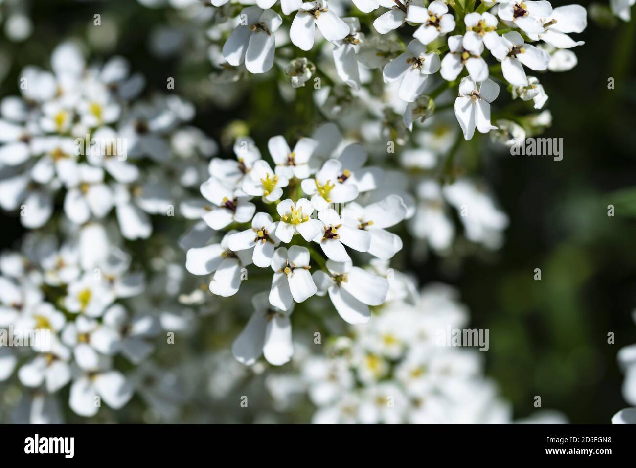 Evergreen candytuft, Iberis sempervirens Stock Photo - Alamy