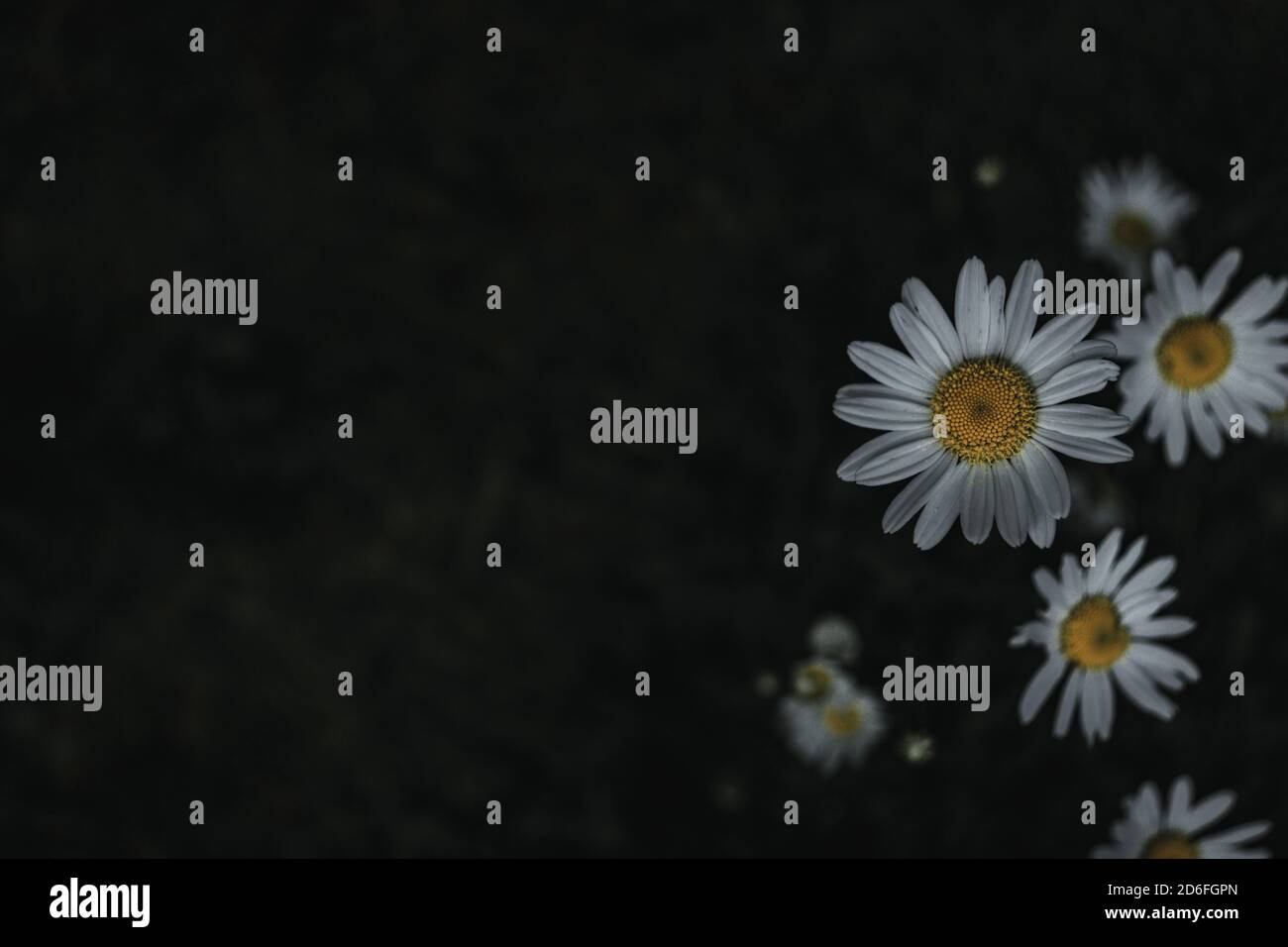 Close up rain wet dripping blossom hi-res stock photography and images ...