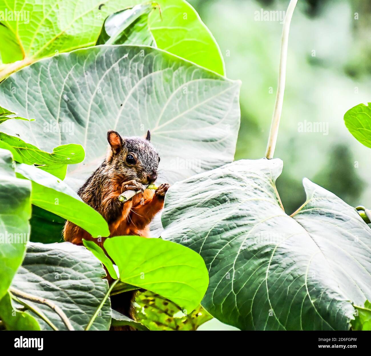 Red squirrel kitten hi-res stock photography and images - Alamy