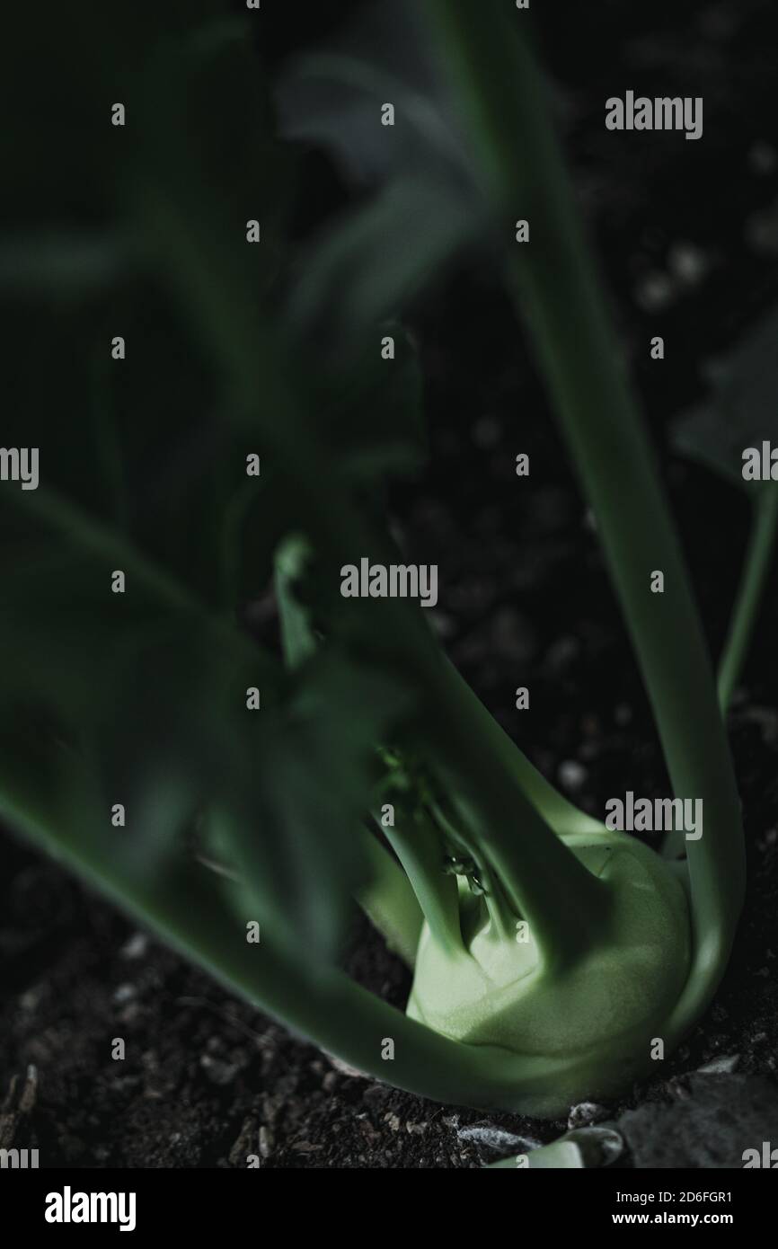 Kohl rabi kitchen hi-res stock photography and images - Alamy