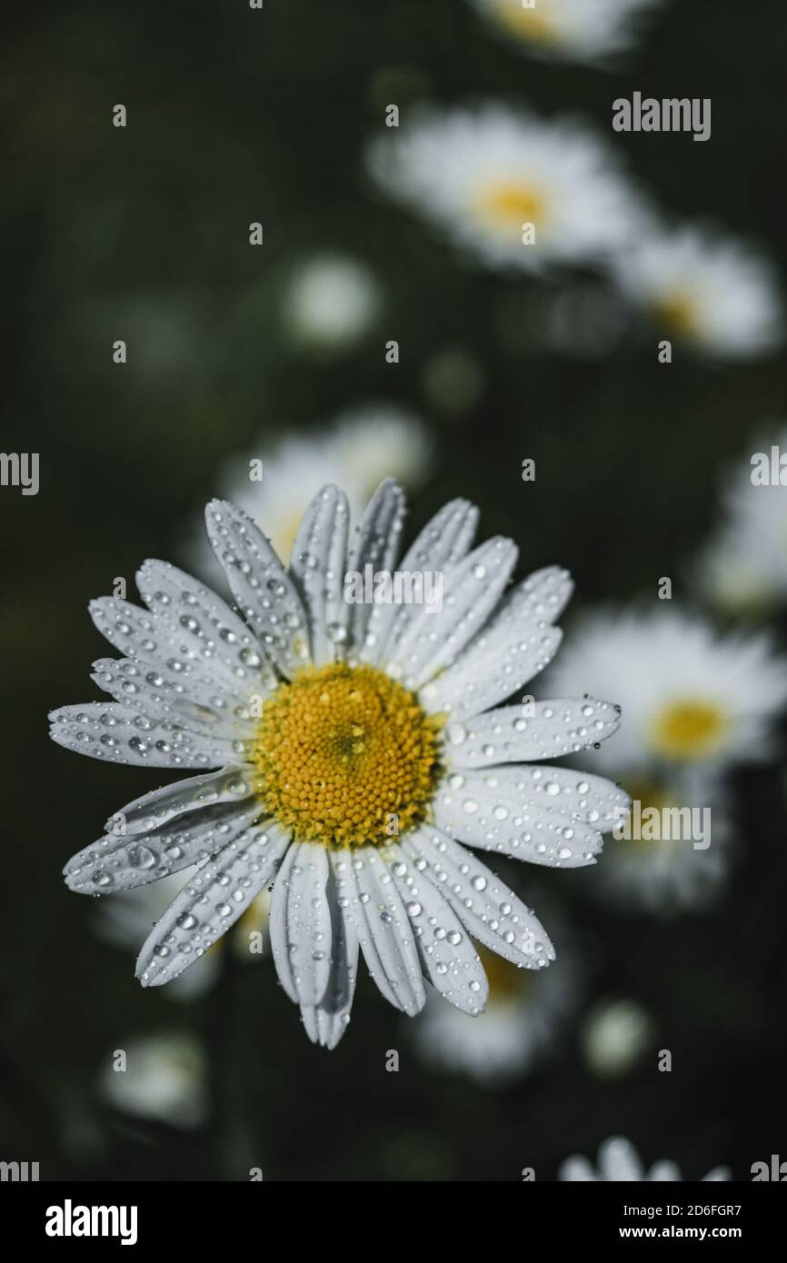 Close up rain wet dripping blossom hi-res stock photography and images ...