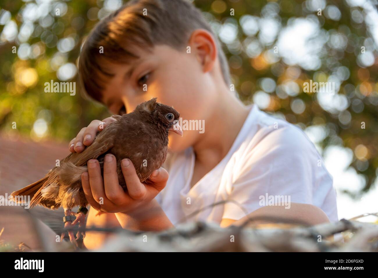 Scruffy Pigeons High Resolution Stock Photography and Images - Alamy