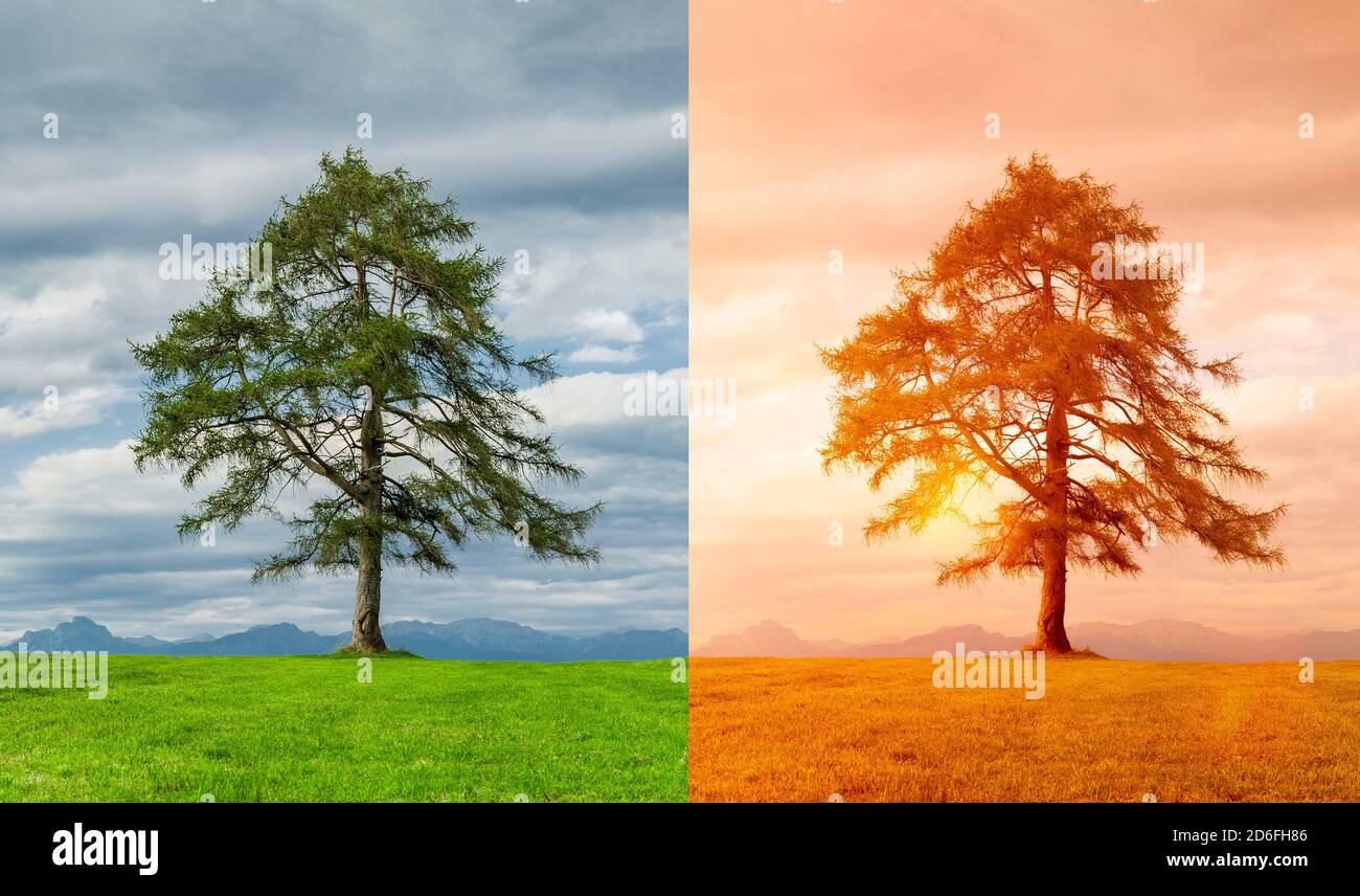 Summer To Autumn Tree Changing From Summer To Autumn High Resolution ...