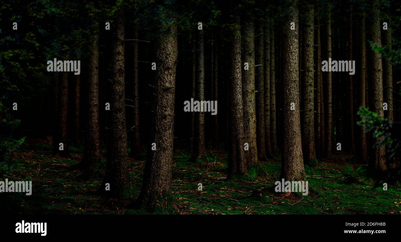 Eerie desolate forest hi-res stock photography and images - Alamy