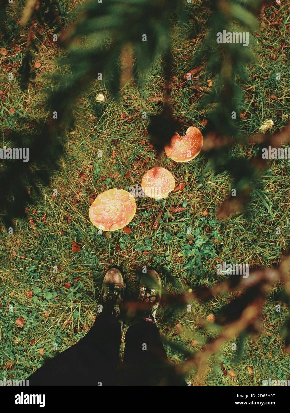Forest, feet, toadstools Stock Photo - Alamy