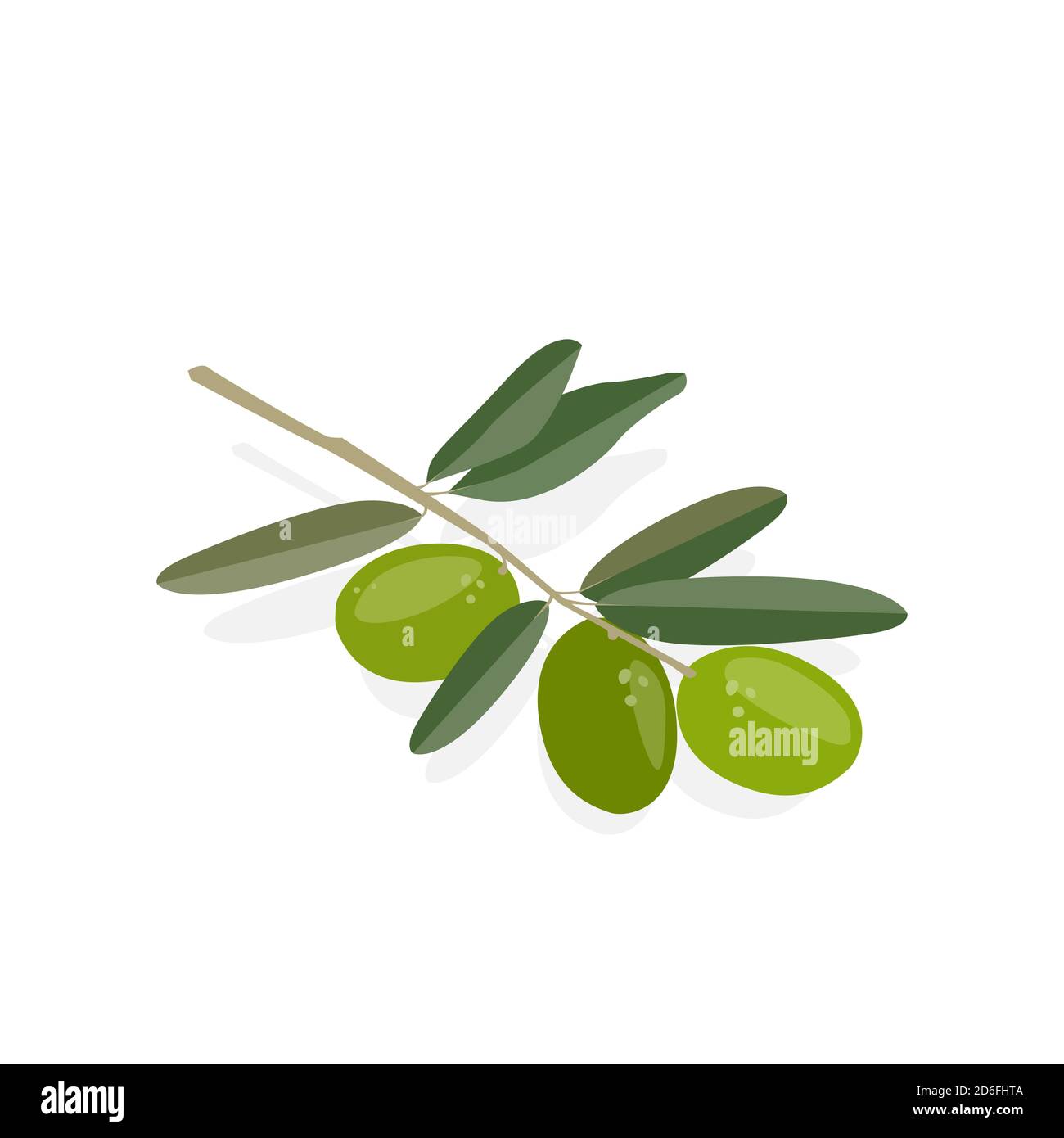 Olive tree branch with olives. Vector flat illustration isolate Stock ...