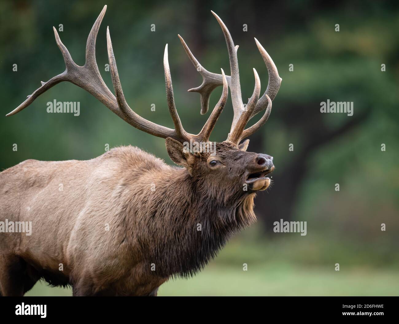 Elk yellowstone fight hi-res stock photography and images - Alamy
