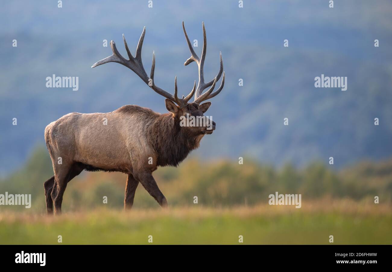 Bull elk during the rut in Autumn Stock Photo - Alamy