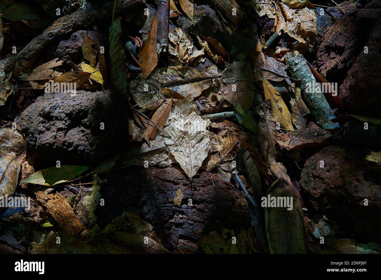 Forest floor twigs sticks leaves hi-res stock photography and images ...