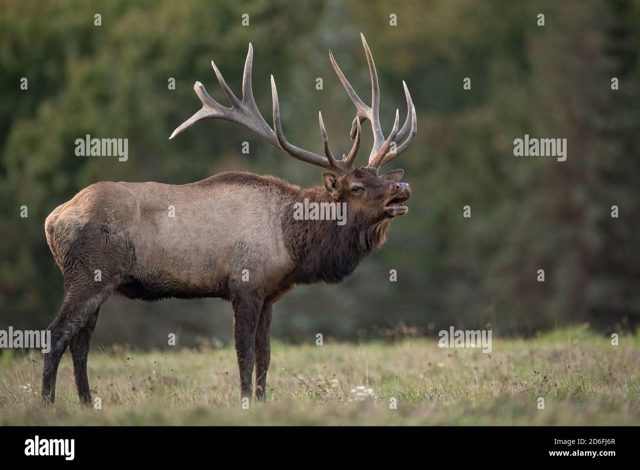 Bull Elk Face High Resolution Stock Photography and Images - Alamy