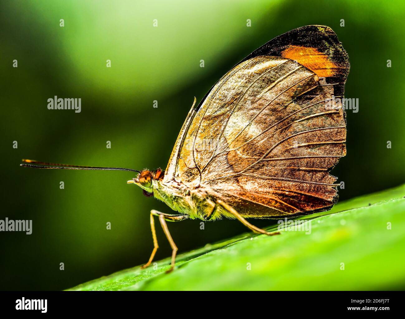 Costa rica blue monarch butterfly hi-res stock photography and images ...