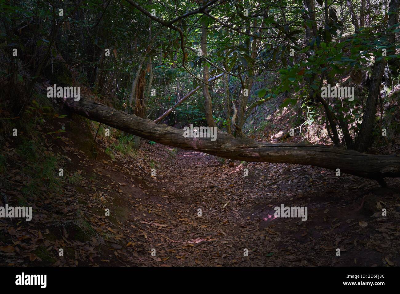 Fallen tree over a trail in a forest Stock Photo - Alamy