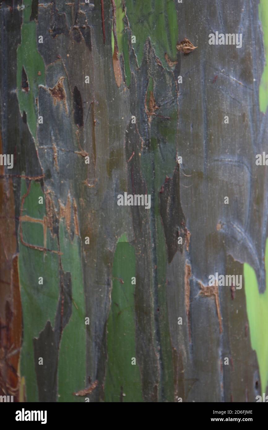 Rainbow Tree Bark Up Close High Resolution Stock Photography and Images ...