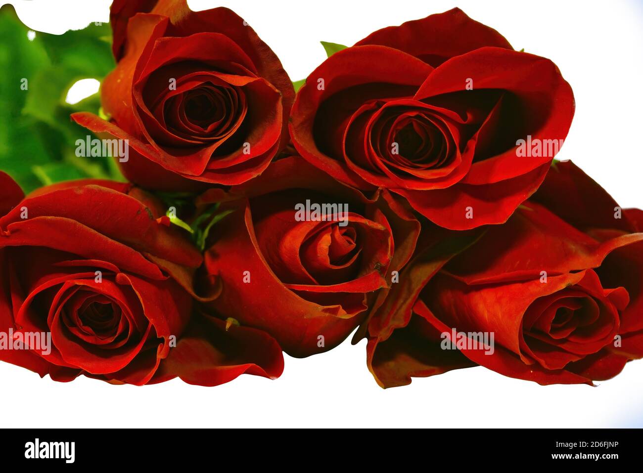 Bouquet of five red roses isolate on a white background. Roses bouquet ...