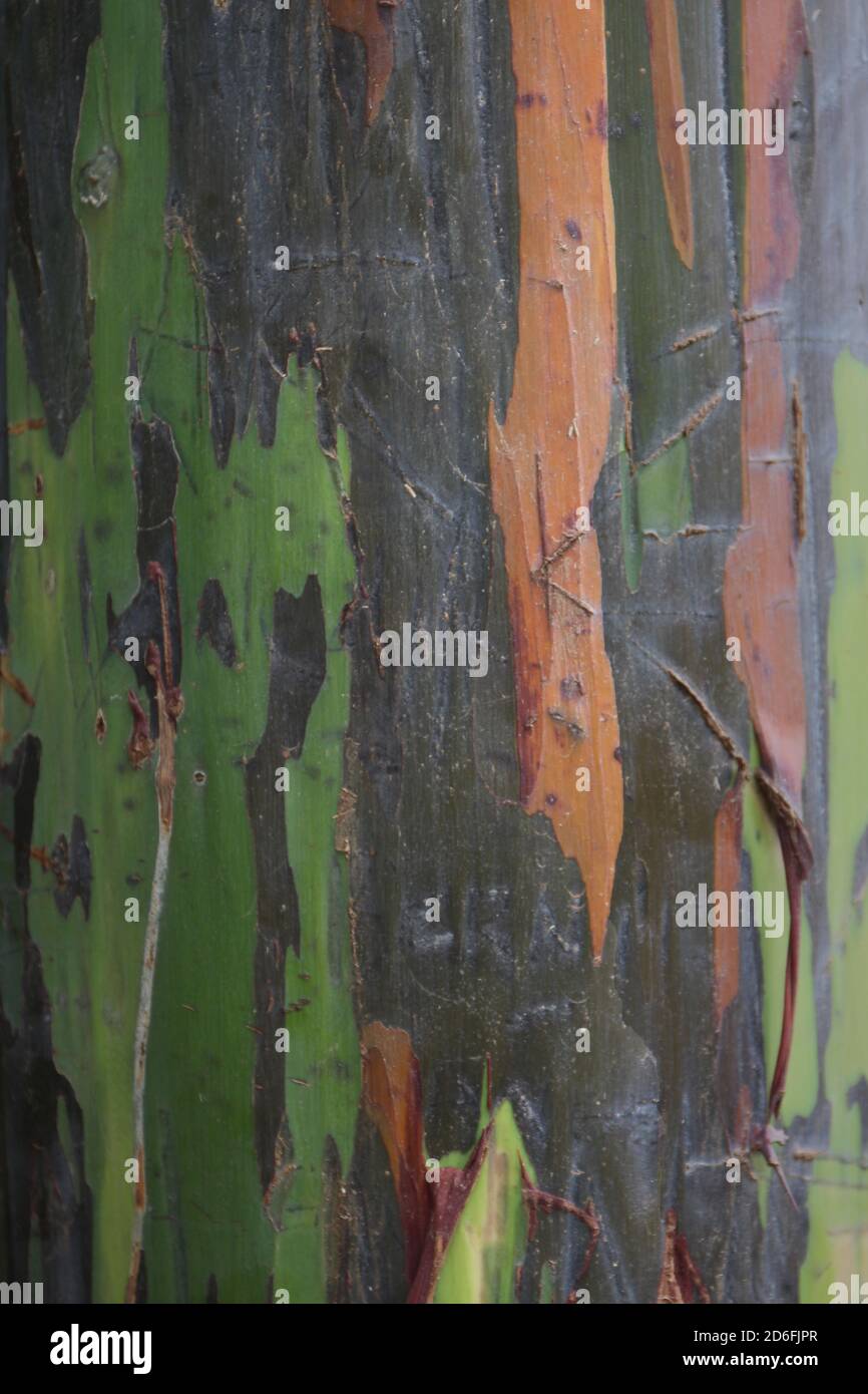 Rainbow Tree Bark Up Close High Resolution Stock Photography and Images ...