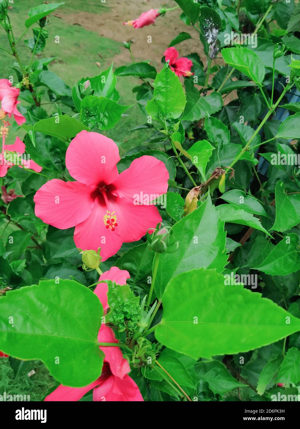 Vertical shot of blooming pink Hibiscus flowers in the greenery Stock Photo - Alamy