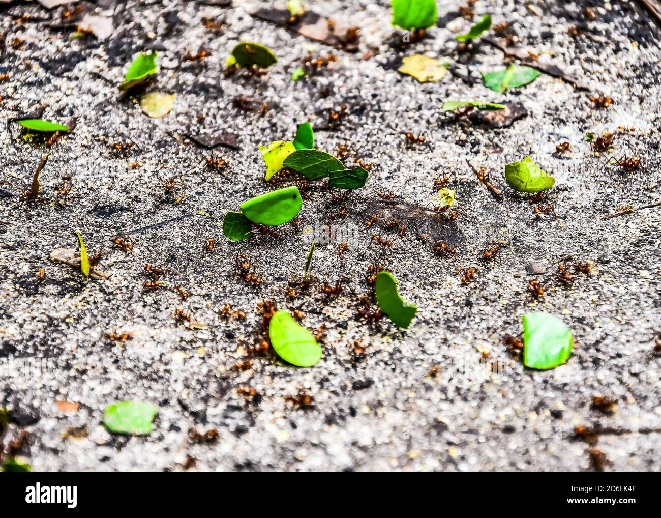 ants and young plant in soil, photo as a background Stock Photo - Alamy