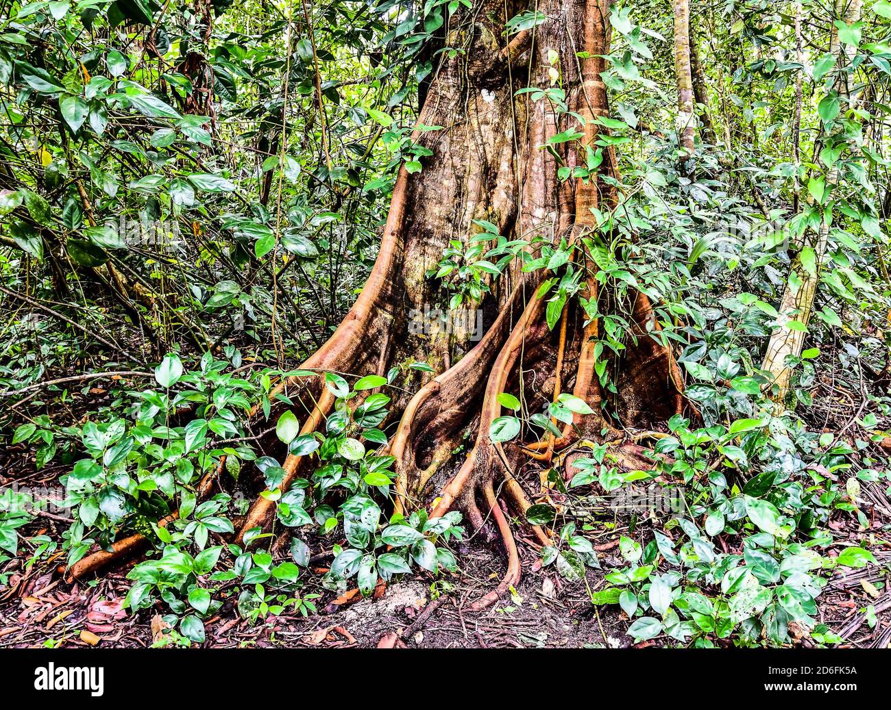 roots of a tree, photo as a background Stock Photo - Alamy