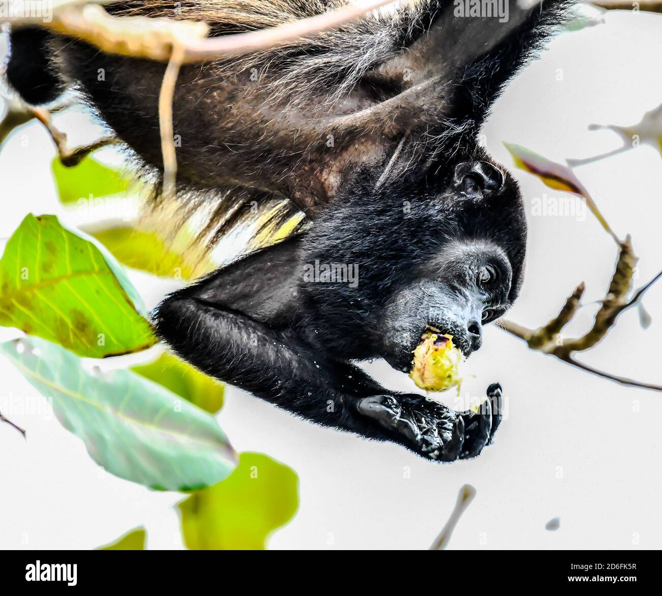 capuchin monkey primate , in Arenal Volcano area costa rica central ...
