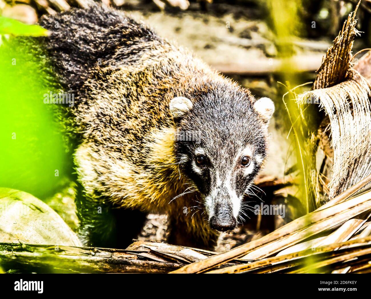 raccoon in tree, in costa rica central america Stock Photo - Alamy