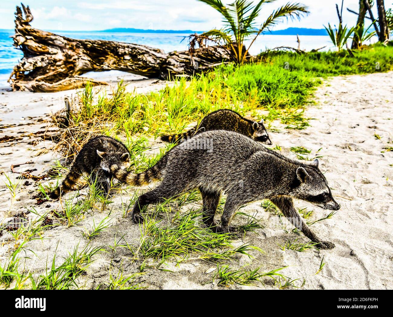 raccoon on a rock, in costa rica central america Stock Photo - Alamy