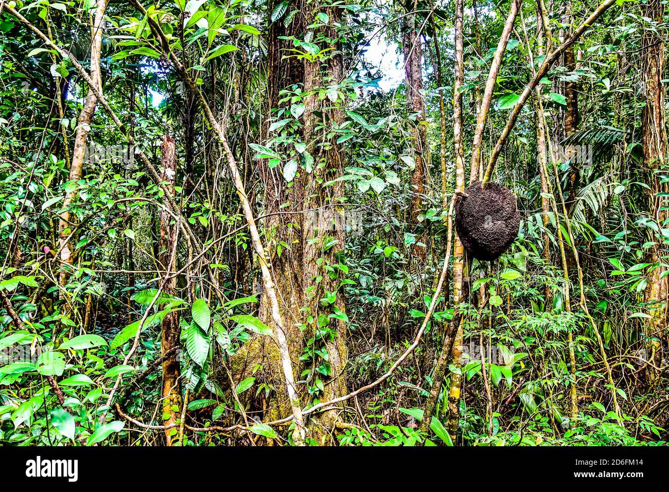 coconut tree in the forest, in costa rica central america Stock Photo ...
