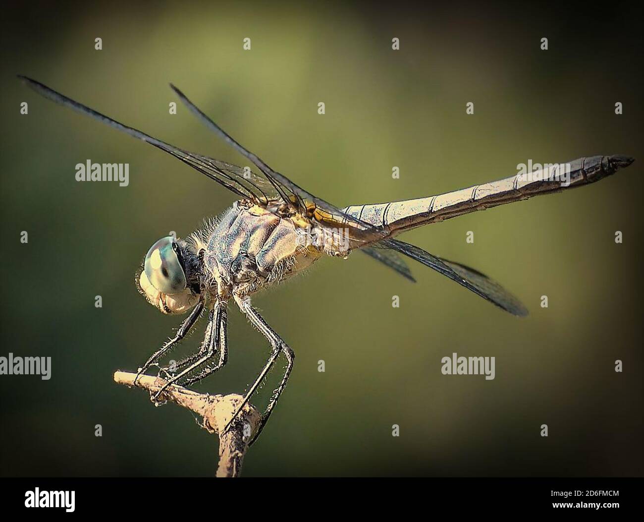 Dragonflys on the branch hi-res stock photography and images - Alamy