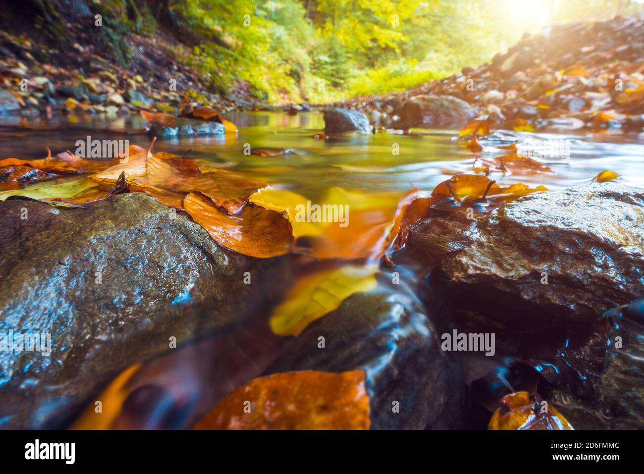 Water stream in forest in fall season Stock Photo - Alamy