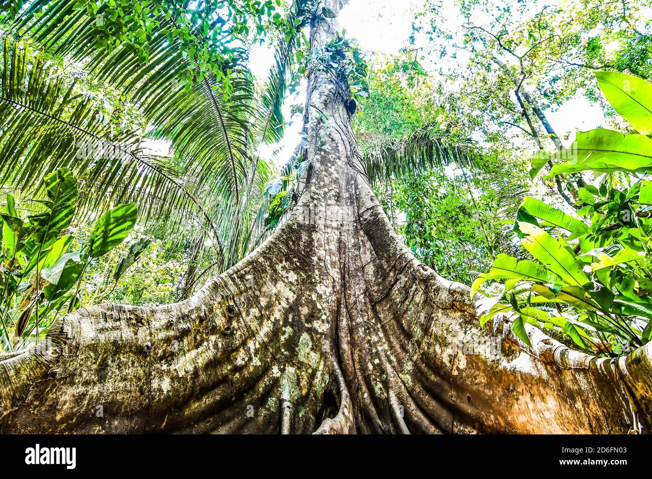 tree in forest, in costa rica central america Stock Photo - Alamy