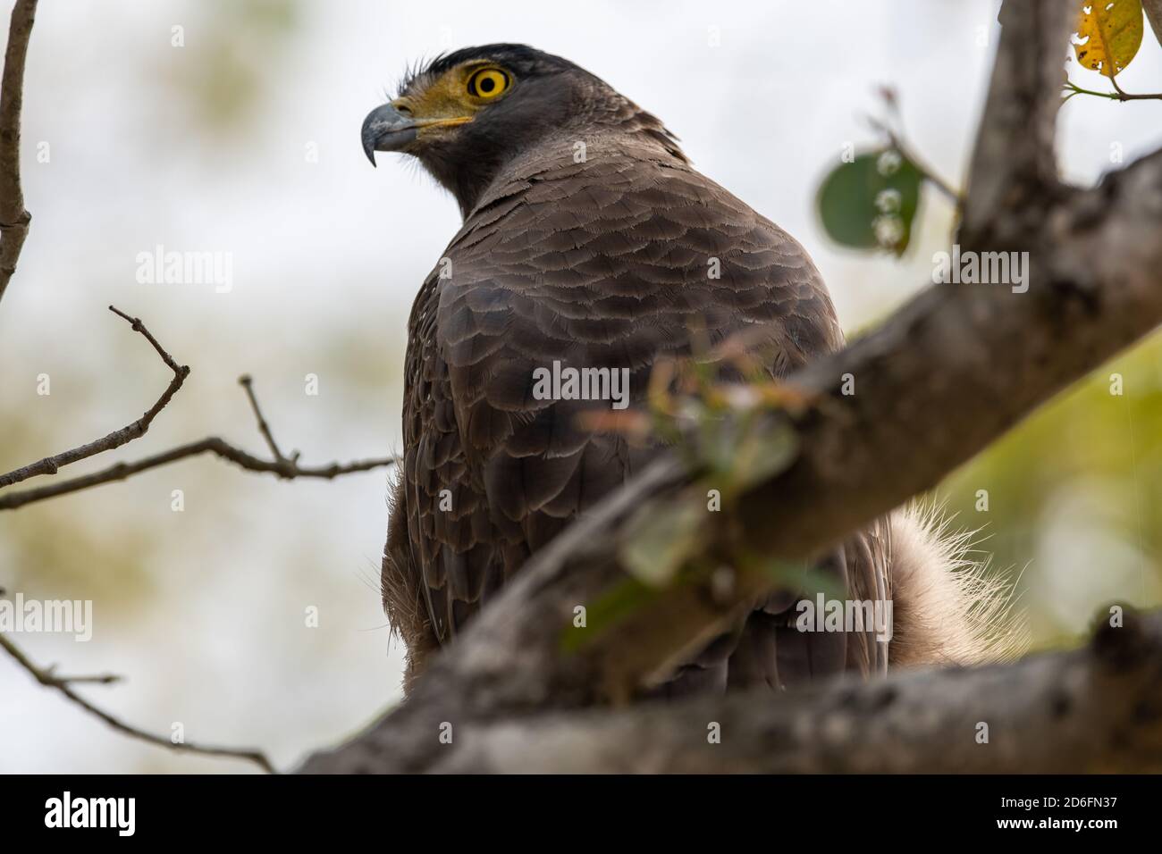 Indian spotted eagle (Aquila hastata) perches in a tree while looking ...