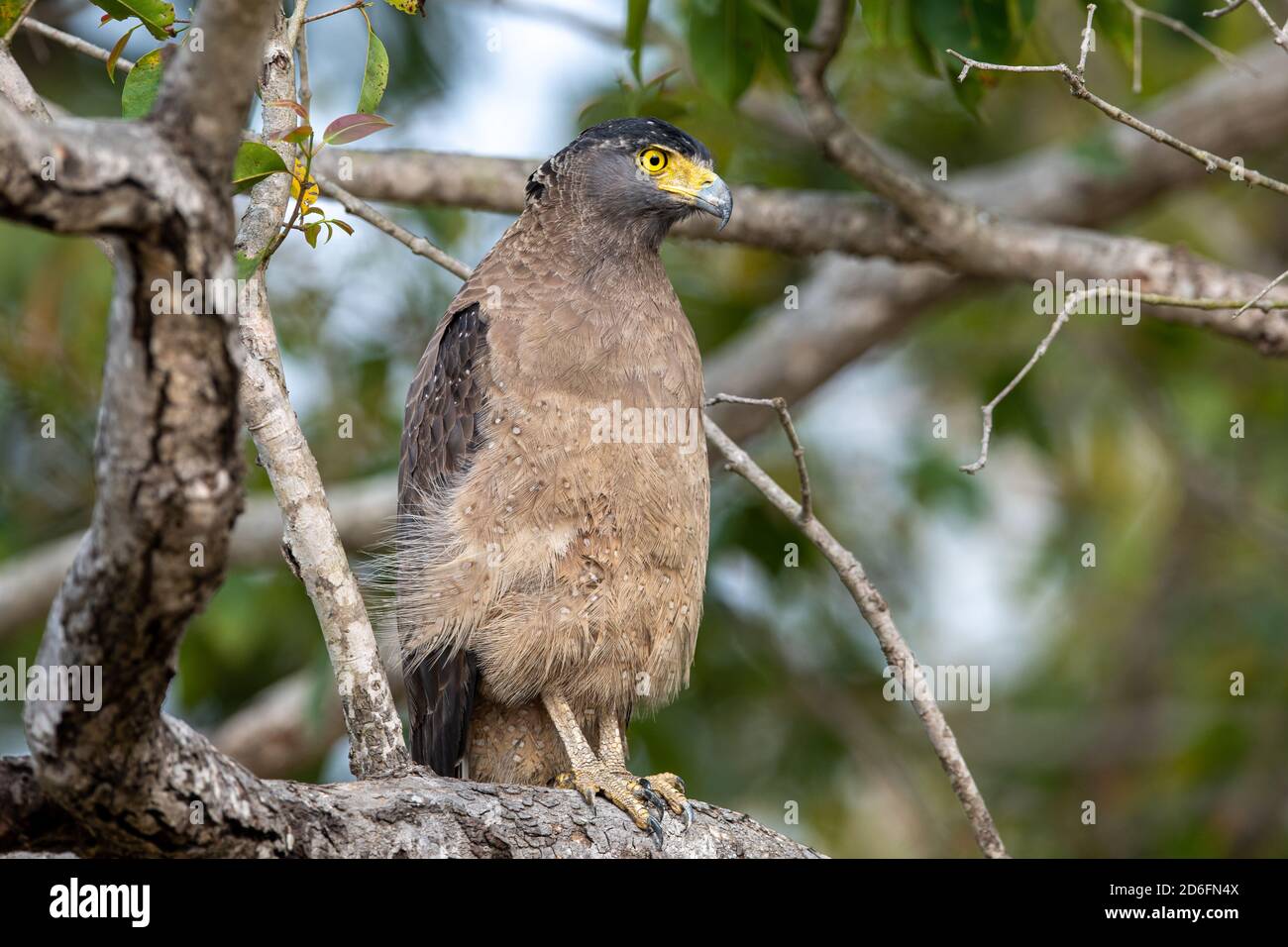 Indian spotted eagle (Aquila hastata) perches in a tree while looking ...