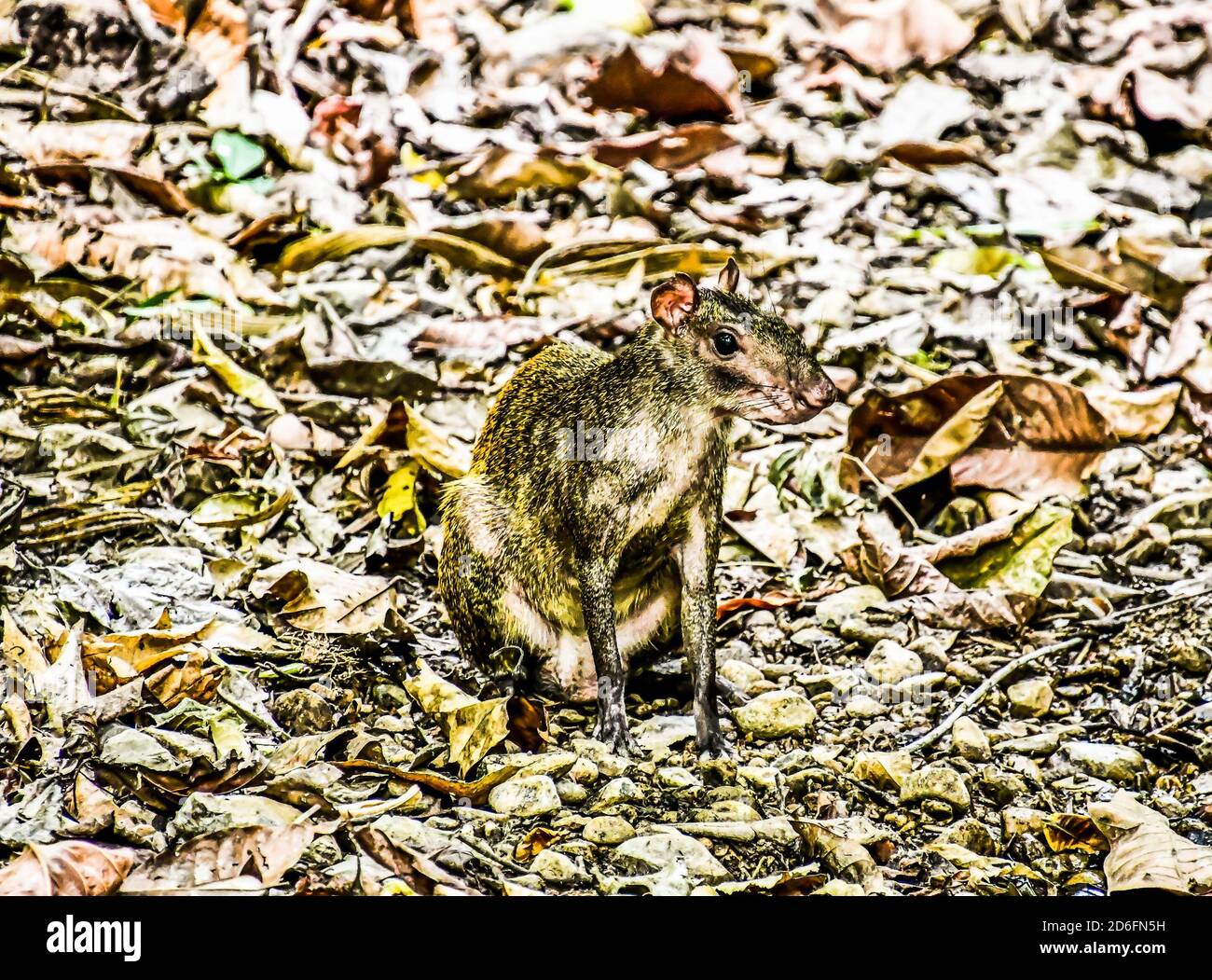 chipmunk on rock, in costa rica central america Stock Photo - Alamy