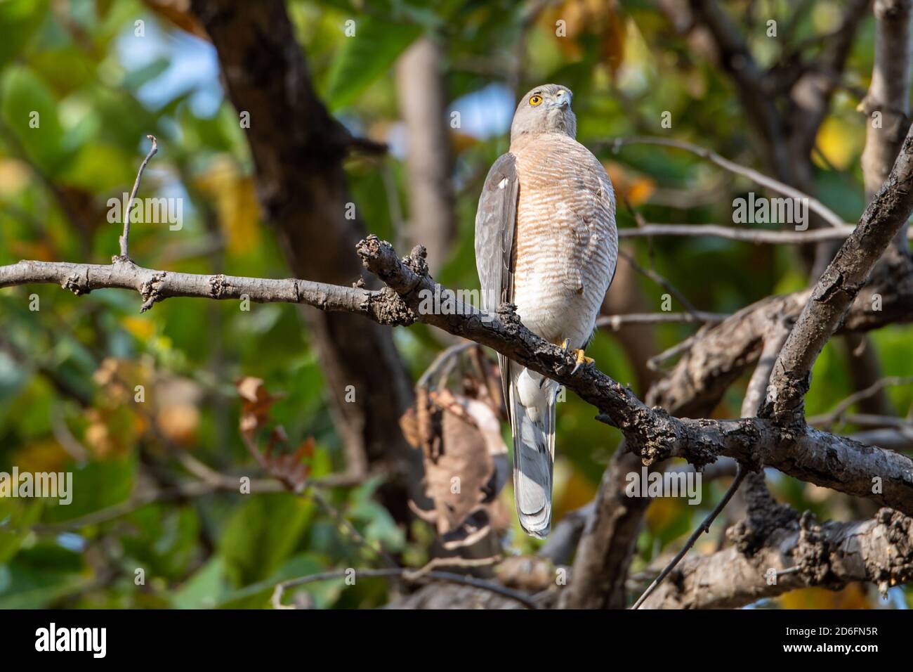 Banded Goshawk High Resolution Stock Photography and Images - Alamy