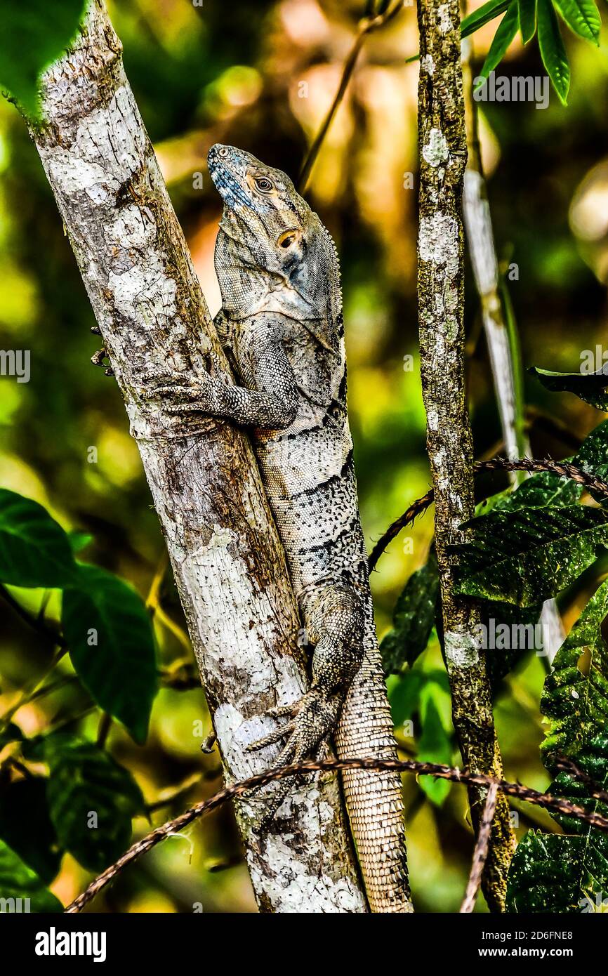 lizard on tree, in costa rica central america Stock Photo - Alamy