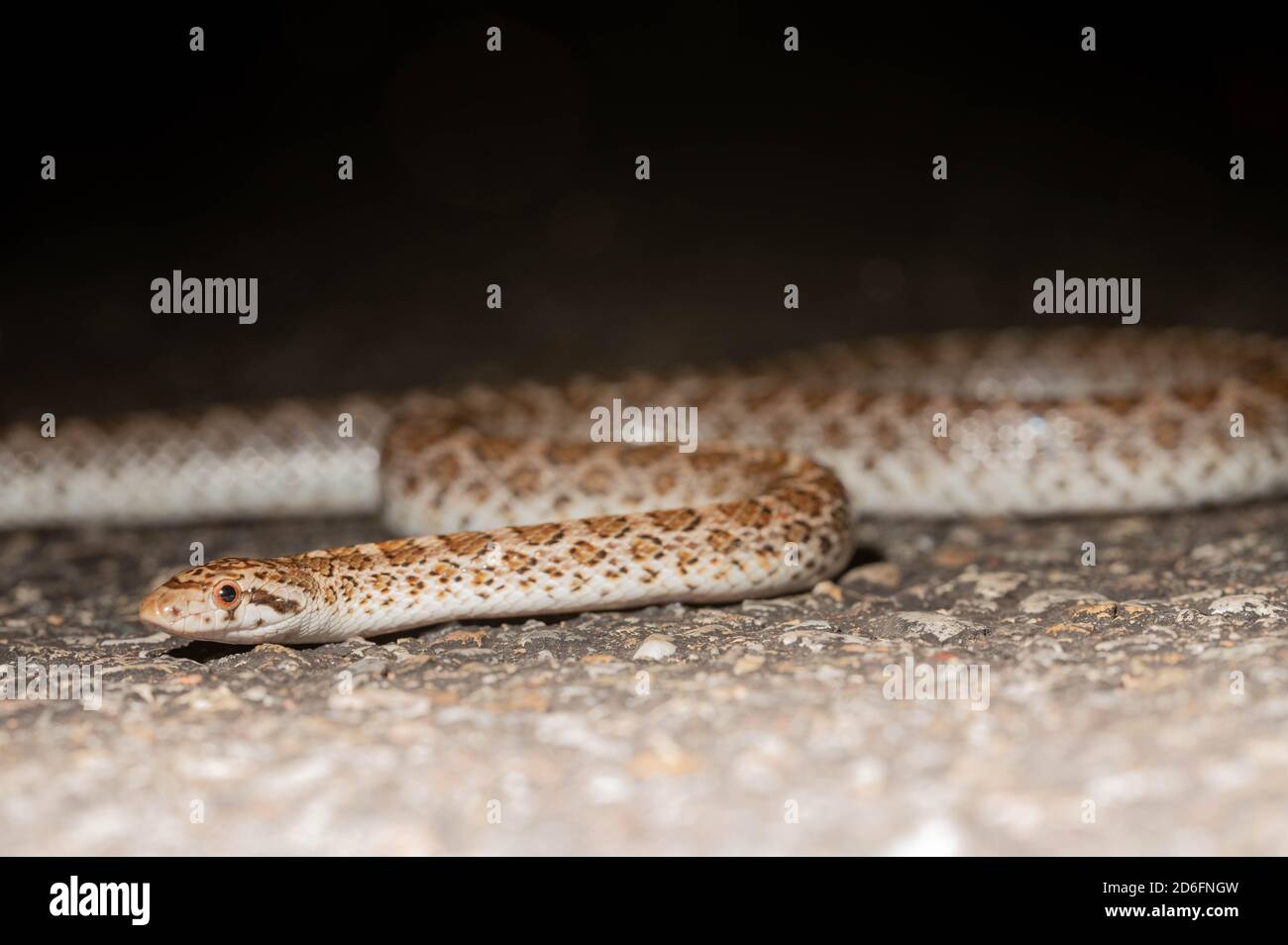 Desert glossy snake hi-res stock photography and images - Alamy