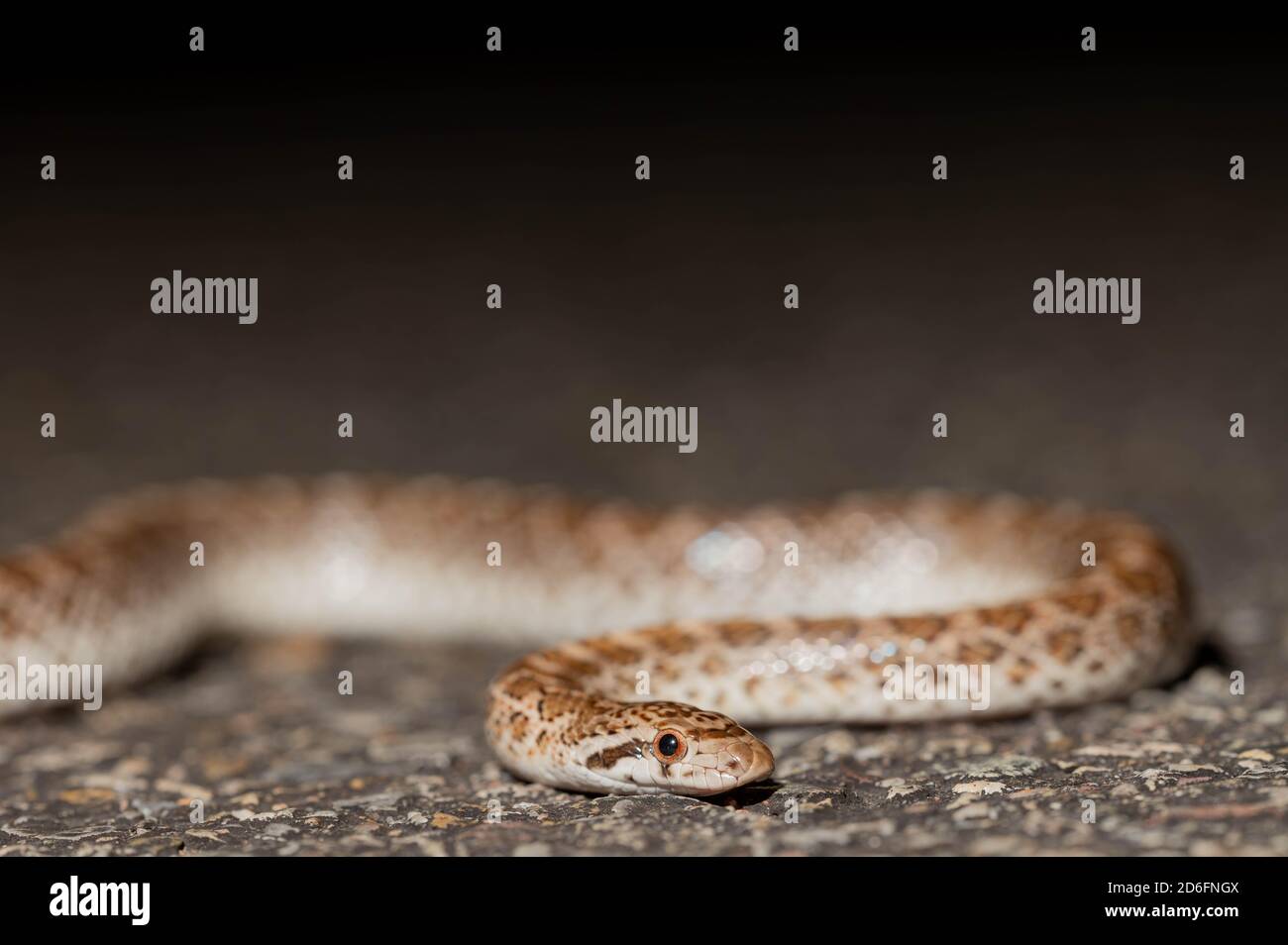 Desert glossy snake hi-res stock photography and images - Alamy