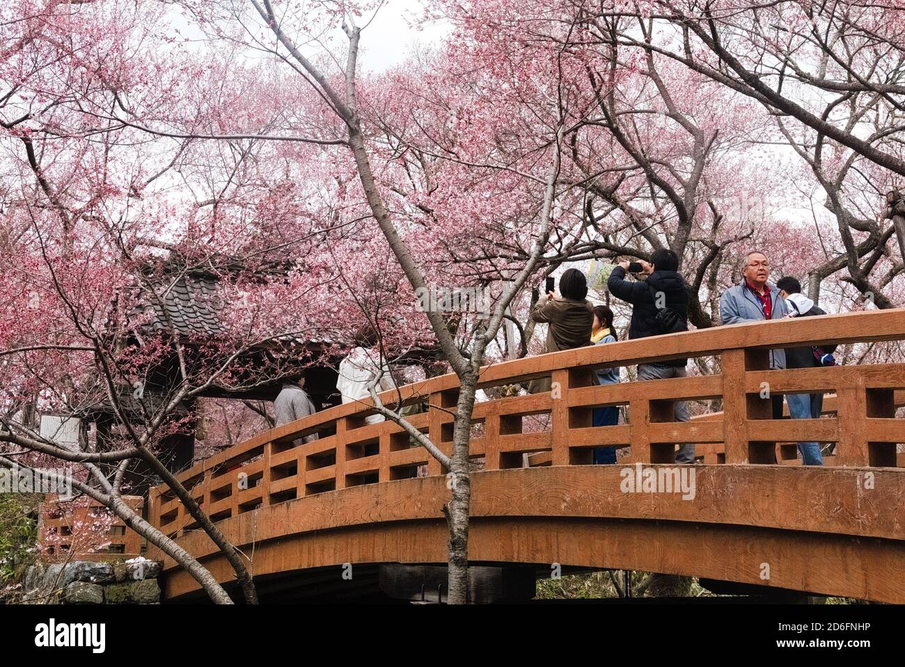 Taking photos of sakura hi-res stock photography and images - Alamy