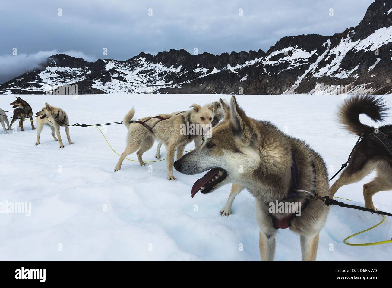 Group of sled dogs in Skagway, Alaska Stock Photo - Alamy