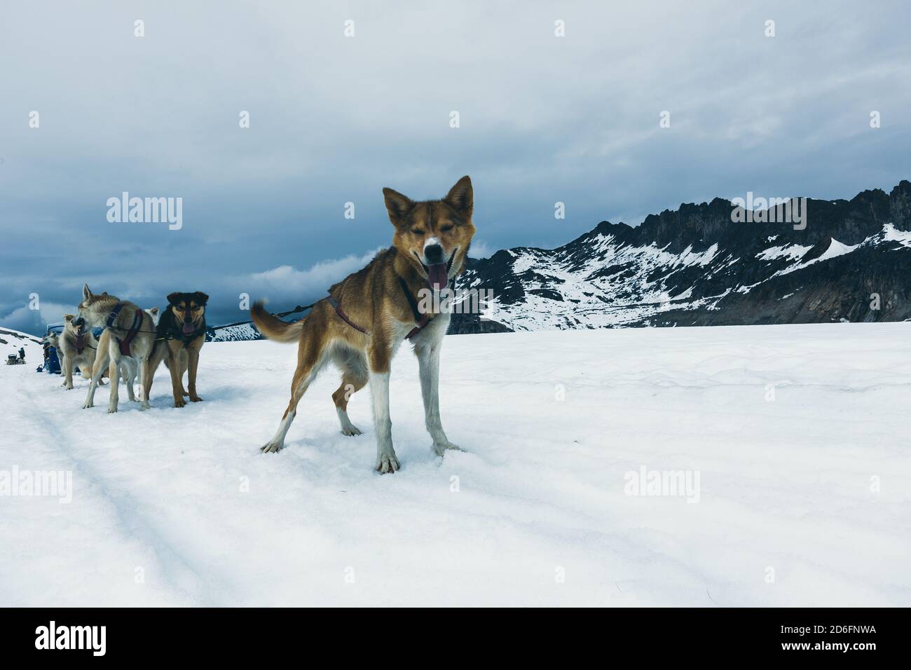 Skagway alaska dog sled hi-res stock photography and images - Alamy