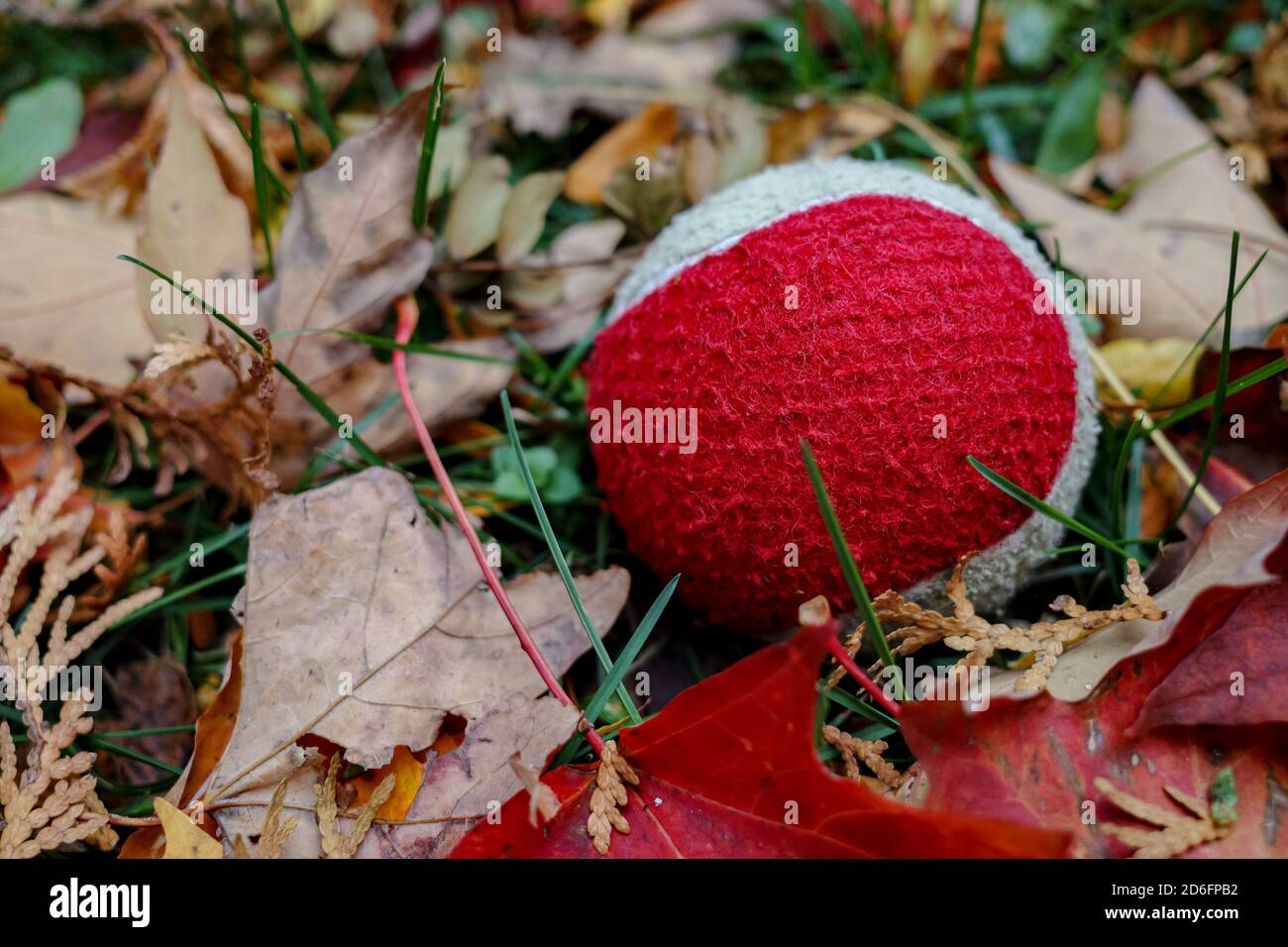 A red and white tennis ball is seen close up where it lies on the ...