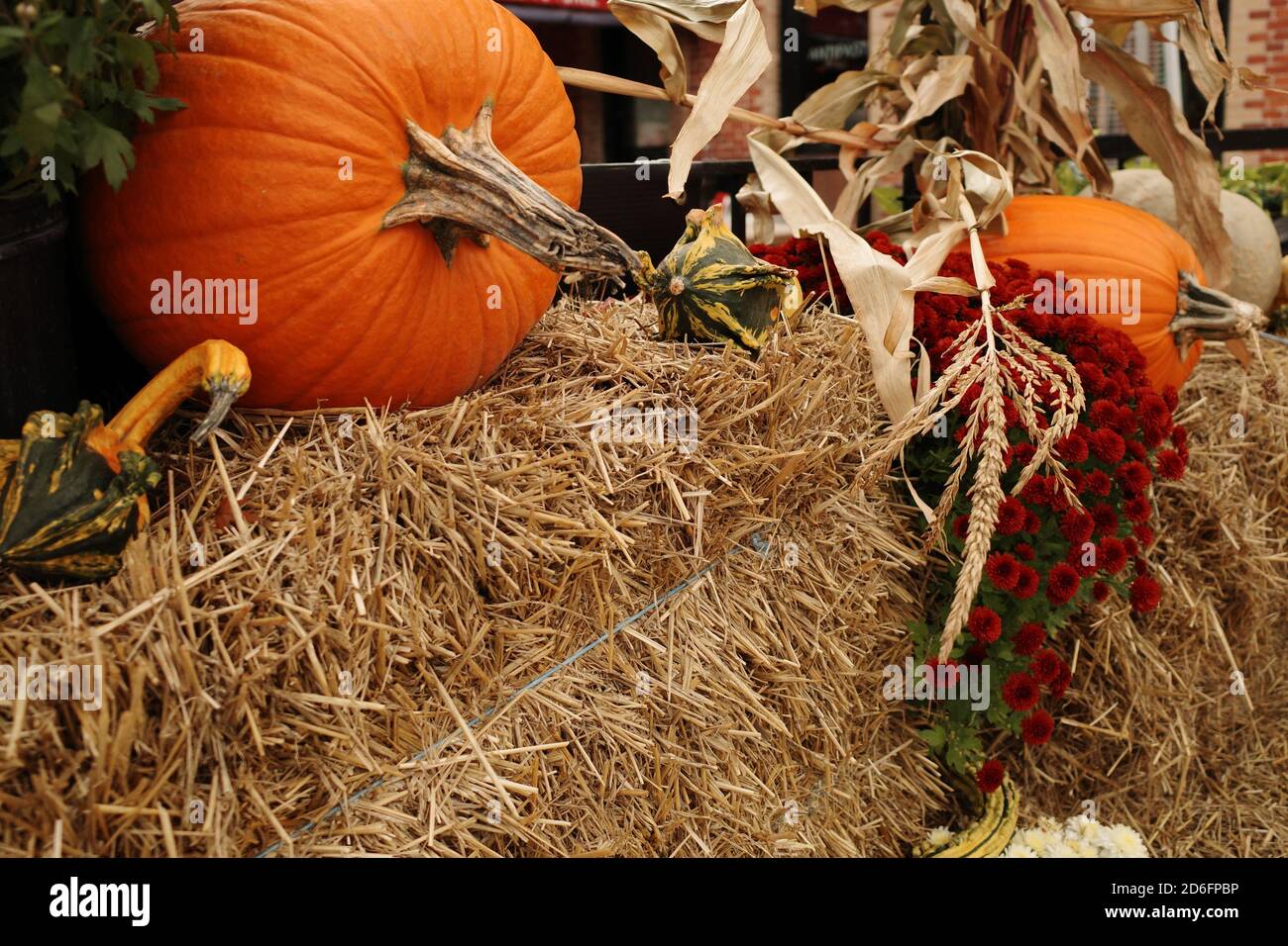 Pumpkins, gourds and the dried stalks of corn sit with flowers on straw ...