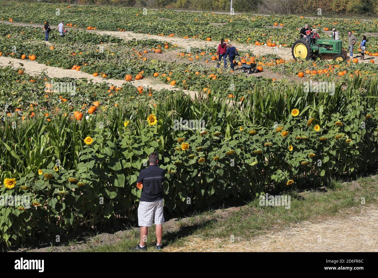Patch rosa hi-res stock photography and images - Alamy