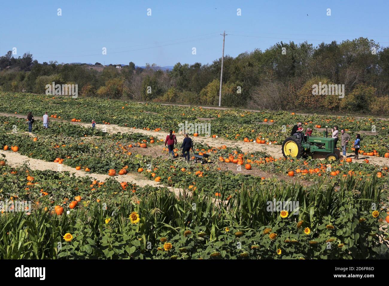 Pumpkins in a tractor hi-res stock photography and images - Alamy