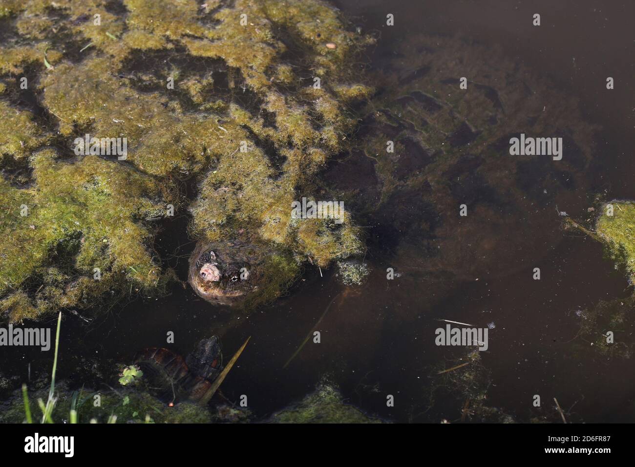 Turtle covered in algae hi-res stock photography and images - Alamy